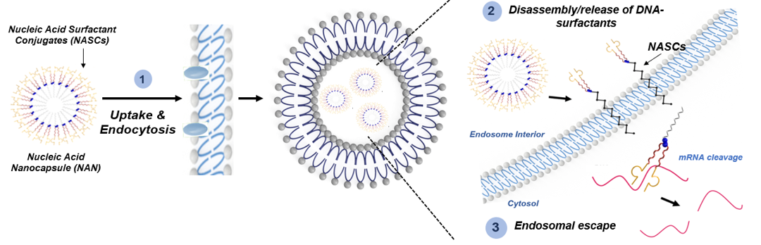 Research – Rouge Research Group